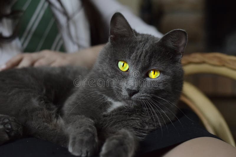 Cat stock photo. Image of bright, yellow, animal, domestic - 139630768