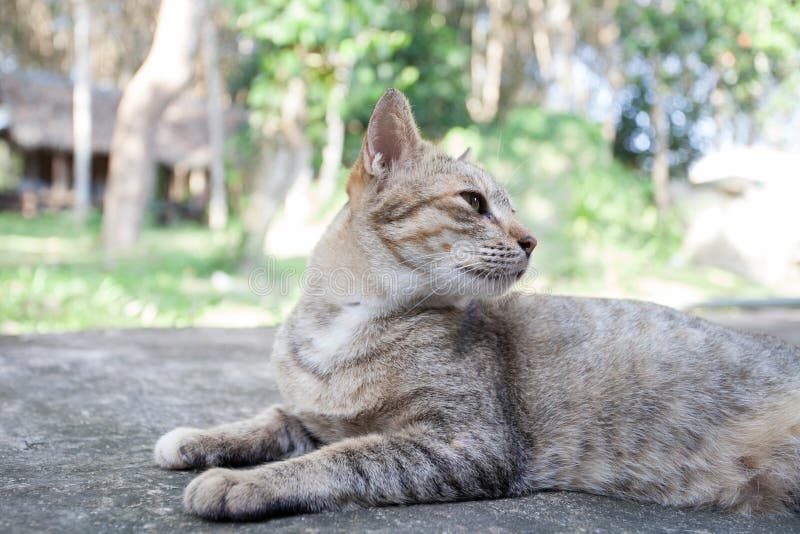 353 Brindle Female Cat Stock Photos - Free & Royalty-Free Stock Photos ...