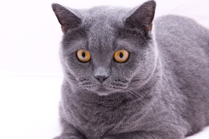 Cat British stock image. Image of mammal, hair, animals - 14866729