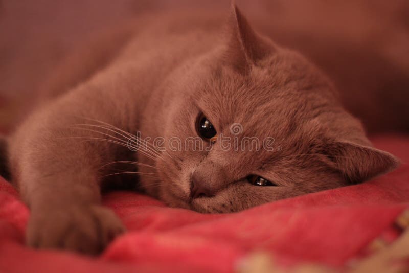 Cat of the British breed stock image. Image of pink, breed - 98663389