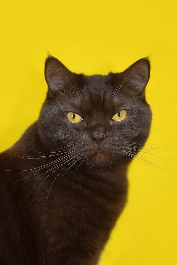 Chocolate Color Plaster Texture Stock Image - Image of ncracked, black ...