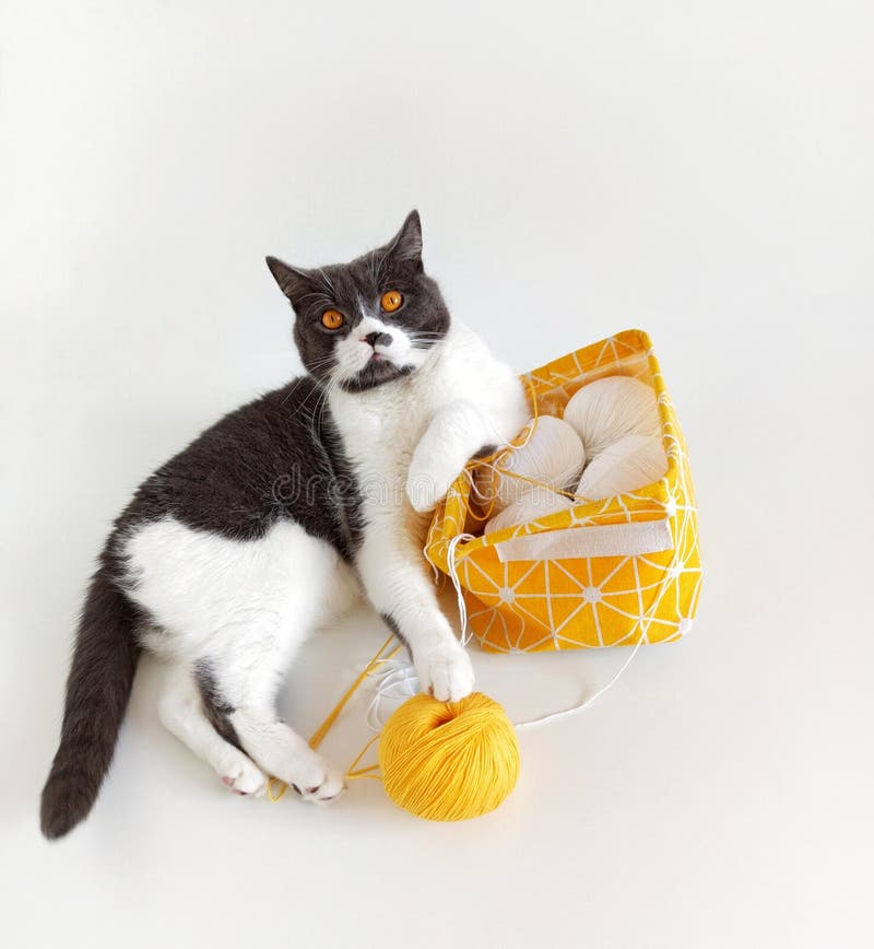 The Cat of the British Breed is Entangled in the Threads. Stock Photo ...