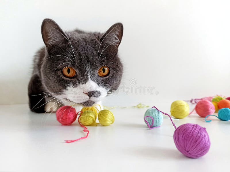 159 Entangled Cat Stock Photos - Free & Royalty-Free Stock Photos from ...