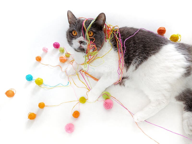 The Cat of the British Breed is Entangled in the Threads. Stock Image ...
