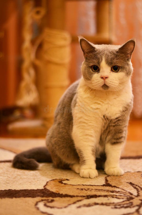 Cat British Two Tone Stock Photos - Free & Royalty-Free Stock Photos ...