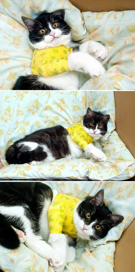 Cat with Broken Paw in Cast Stock Photo - Image of bandaged, veterinary ...