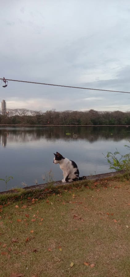 Cat Brooding on the Edge of the Lake Stock Photo - Image of autumn ...