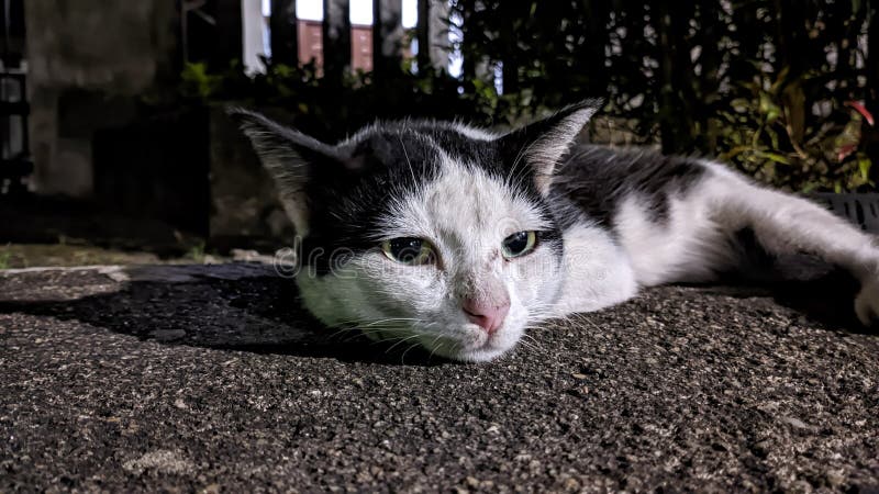 Cat Brooding by the Roadside Stock Image - Image of domesticcat ...