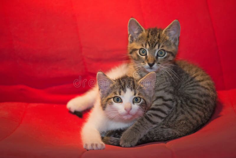 Cat brothers stock photo. Image of puss, cute, breed - 33794816