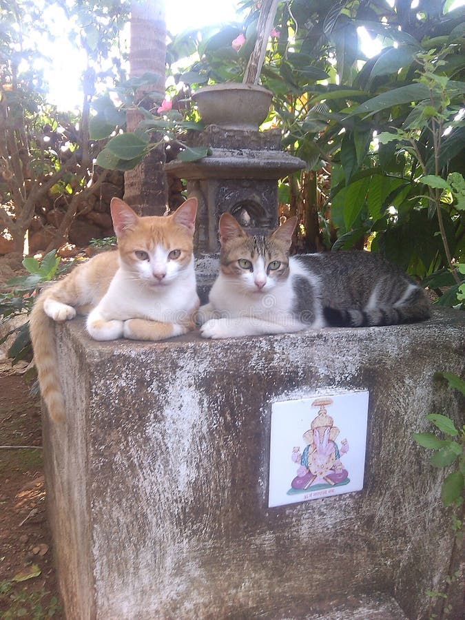 Cat brothers sitting stock photo. Image of sitting, black - 169316878