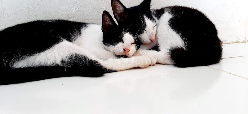 Cat brothers stock photo. Image of lucu, bersaudara - 352397652