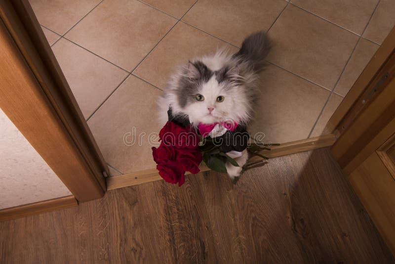 Cat Brought Roses As a Gift To His Mom Stock Image - Image of favorite ...