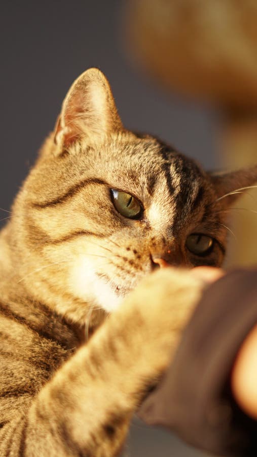 Cat Brown is Eating. Eat Chips in the Afternoon Stock Image - Image of ...