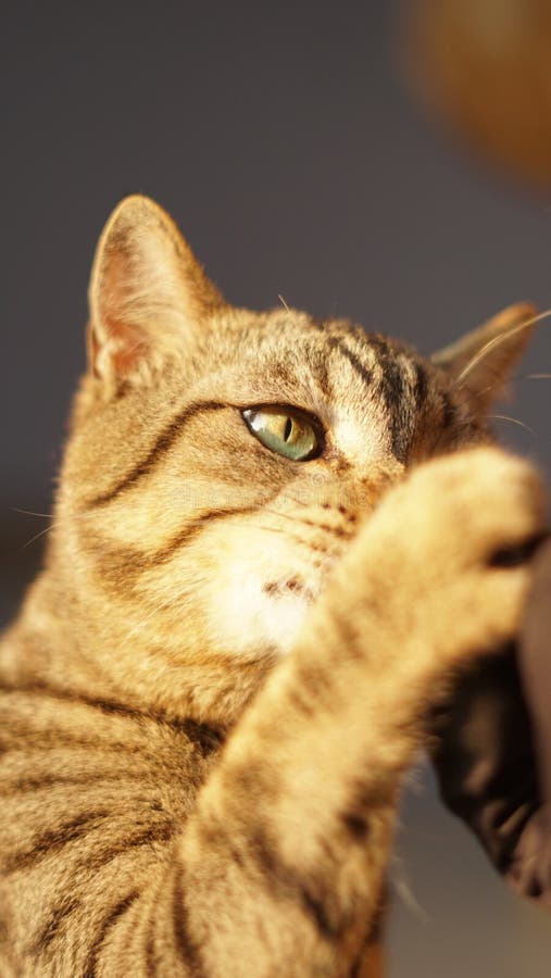 Funny Cat Eating Chips Stock Photos - Free & Royalty-Free Stock Photos ...