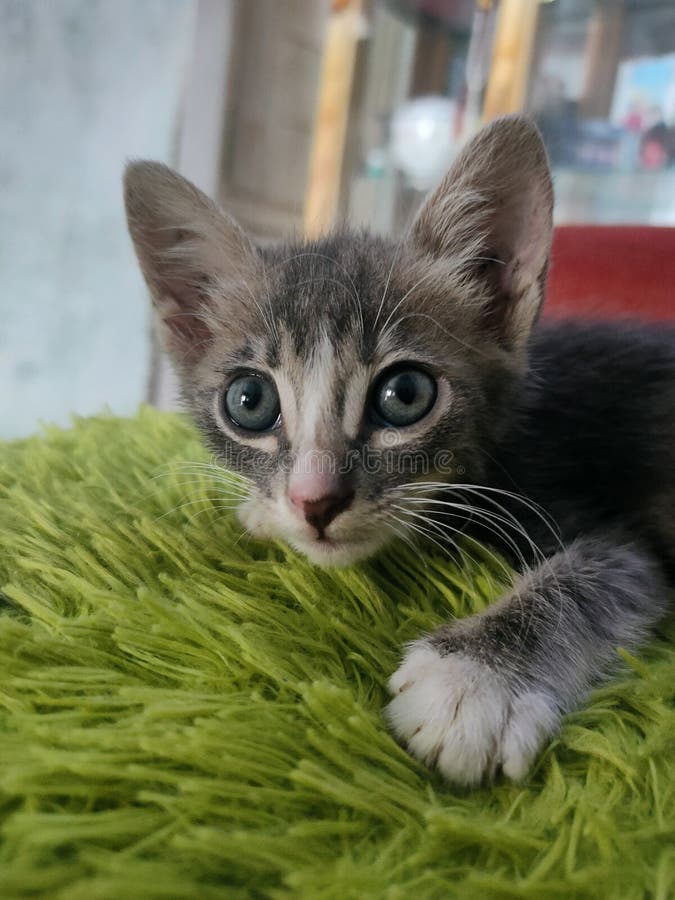 Cat in Brown Skin Look Cute Stock Photo - Image of look, skin: 310175976