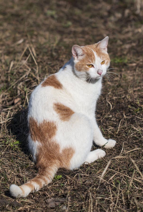Cat with Brown Spots on a Walk Stock Photo - Image of wool, ears: 193484074