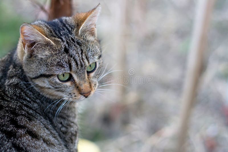 Cat stock photo. Image of domestic, focus, depth, shallow - 52427200