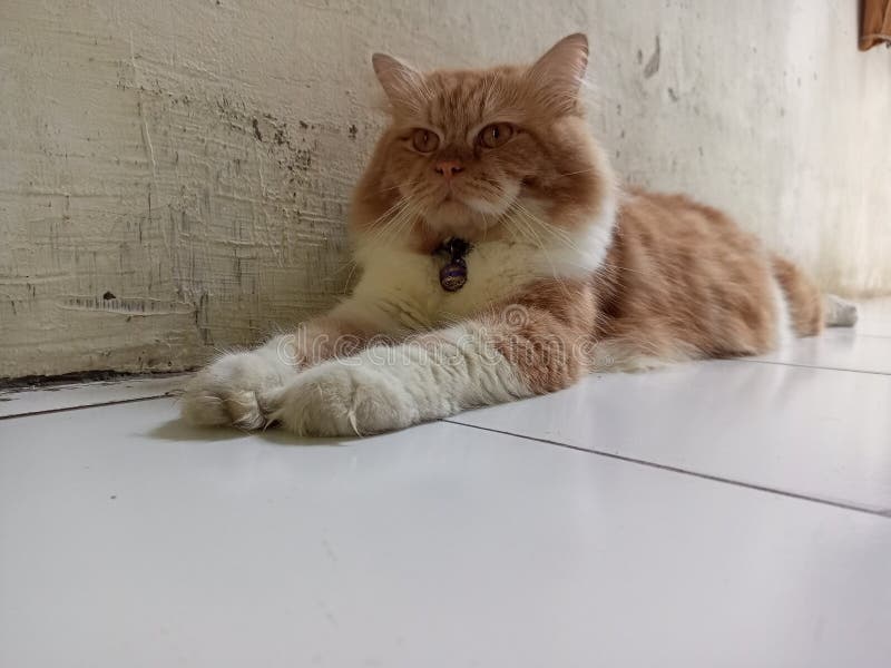 A Cat with Brown and White Patterns Relaxing Stock Image - Image of ...