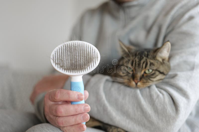 Cat Brushing. Cat Combing Process.Caring for Pets at Home.tabby Cat ...