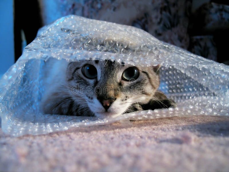 Cat In Bubble Wrap Stock Image Image Of Toys Domestic Cross 2949