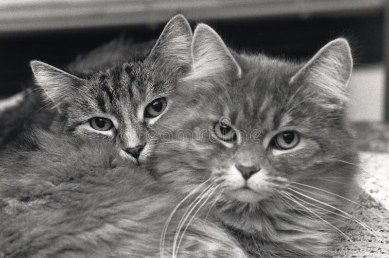 Cat Buddies stock image. Image of white, felines, buddies - 219751