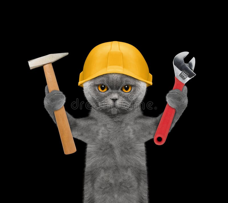 Cat Builder Holding Tools in Its Paws Stock Image - Image of building ...