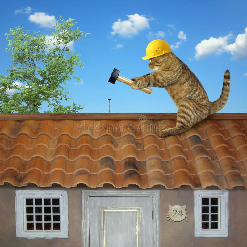Cat builder on roof stock image. Image of renewal, service - 123532031