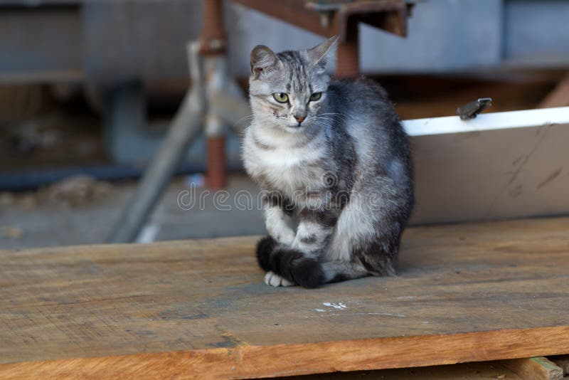 Cat on the building site stock image. Image of stray - 44485783