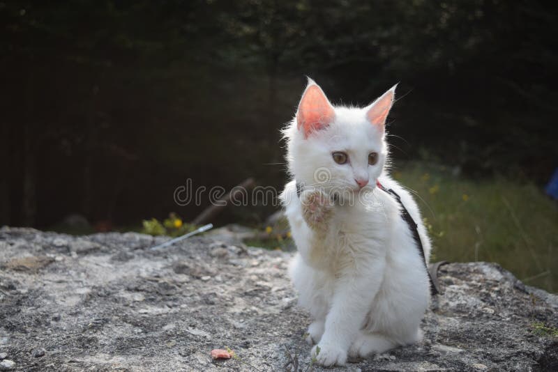 Cat stock image. Image of funny, furniture, stone, bulgarian - 77074043