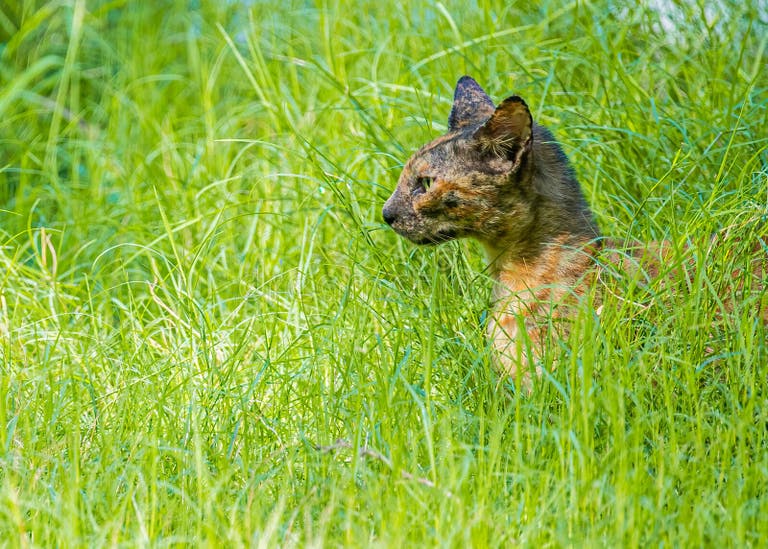 A Cat in the bush stock image. Image of sulk, pose, beautiful - 226509319