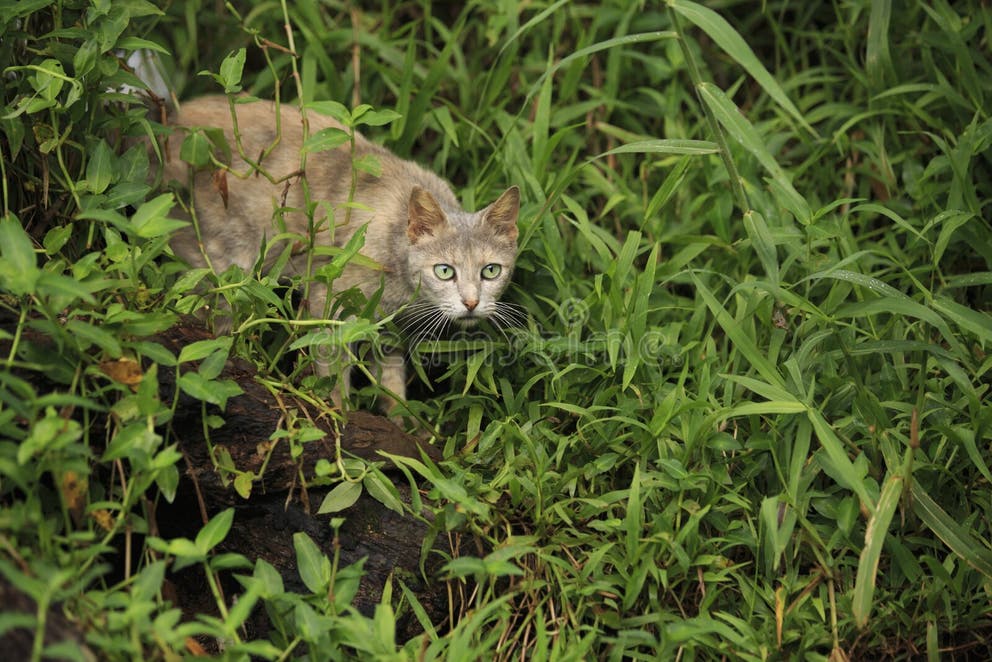 Cat in the bush stock photo. Image of nature, bush, cute - 36168248