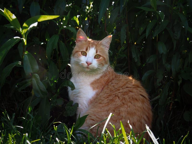 A cat in the bushes stock image. Image of kitten, carnivore - 242834703