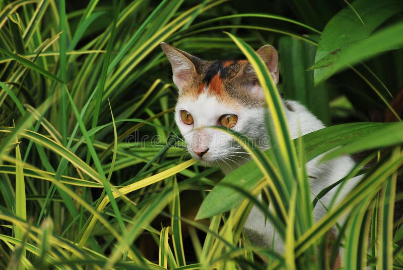 Cat in the bushes stock image. Image of claws, cuddly - 7547807