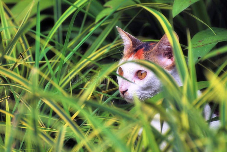 Cat in the bushes stock image. Image of claws, cuddly - 7547807