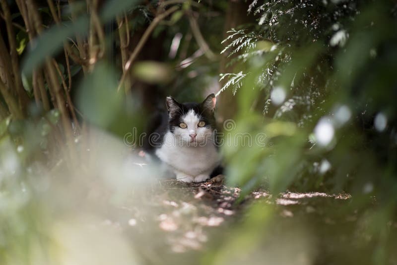 Cat between Bushes and Plants Stock Photo - Image of portrait, garden ...
