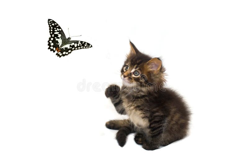 Kitty and butterfly stock photo. Image of kitten, white - 19209818