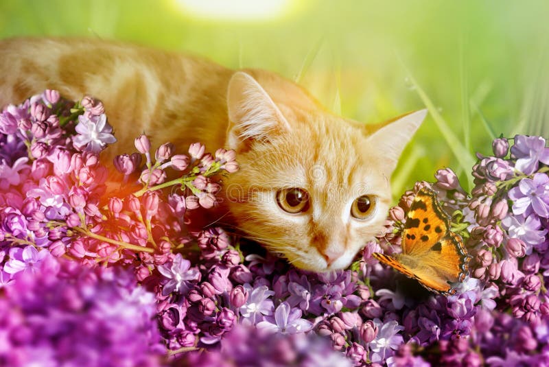 Cat with butterfly stock photo. Image of cute, shine - 125075674