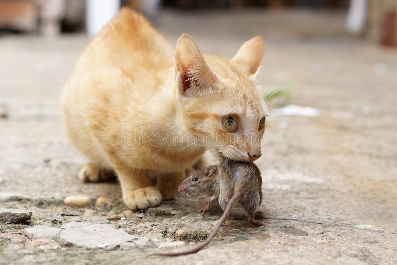 Cat caching mouse stock image. Image of food, gift, face - 76587647