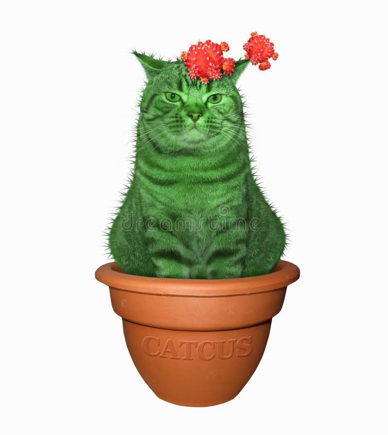 Cat cactus in a pot 3 stock photo. Image of closeup - 173046696