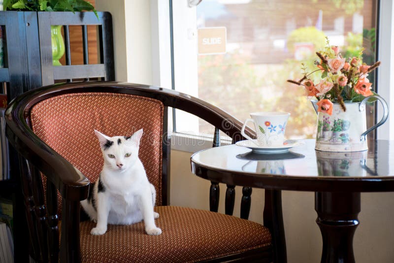 Cat Cafe stock image. Image of chair, animal, coffee - 53169789