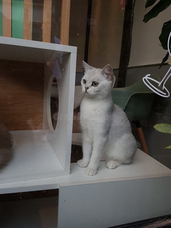 Cat Cafe stock photo. Image of cafe, animal, indoor - 124447782