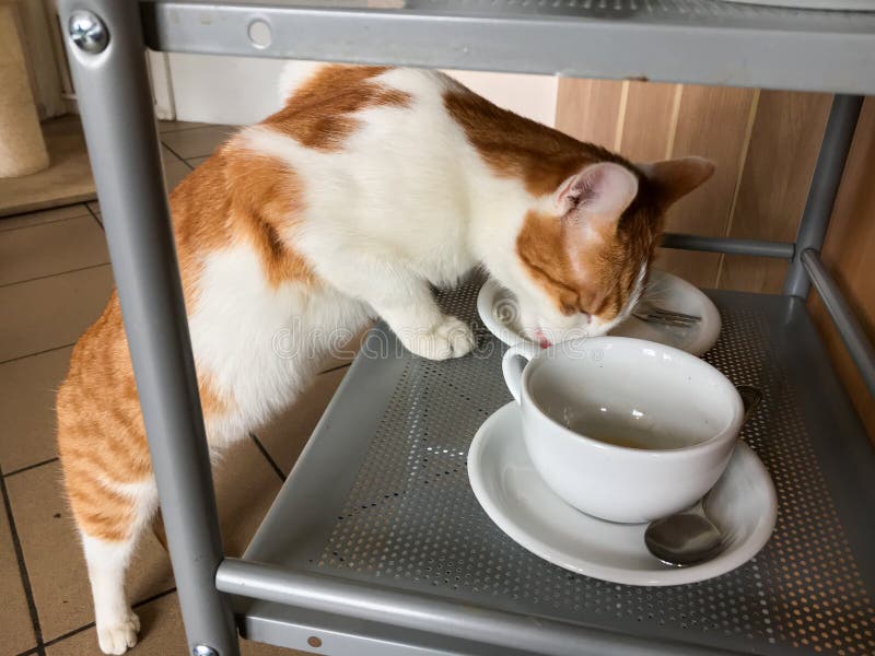 Cat Cafe in Wroclaw, Poland. Red and White Cat Eats Up the Rest of the ...
