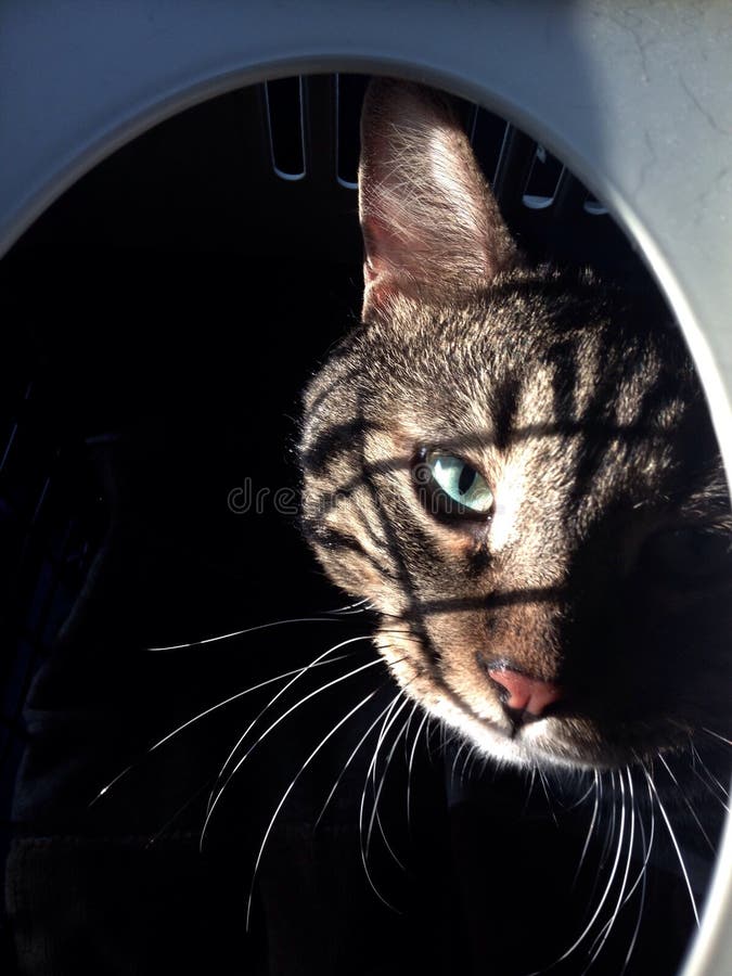 Cat in cage stock image. Image of animal, looking, shadow - 72396681