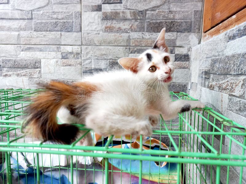 Cat, cages, and the fur stock photo. Image of white - 229449658