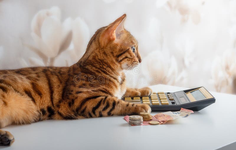 The Cat Calculates the Remaining Money on the Calculator Stock Image ...