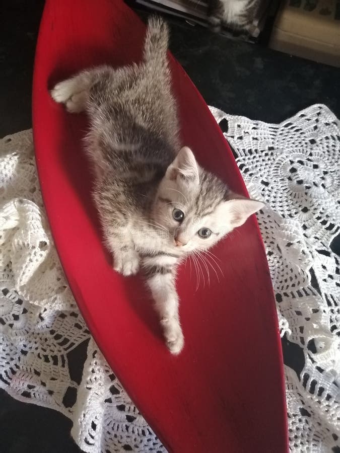 Cat stock photo. Image of fune, pose, relax, cute - 176913450