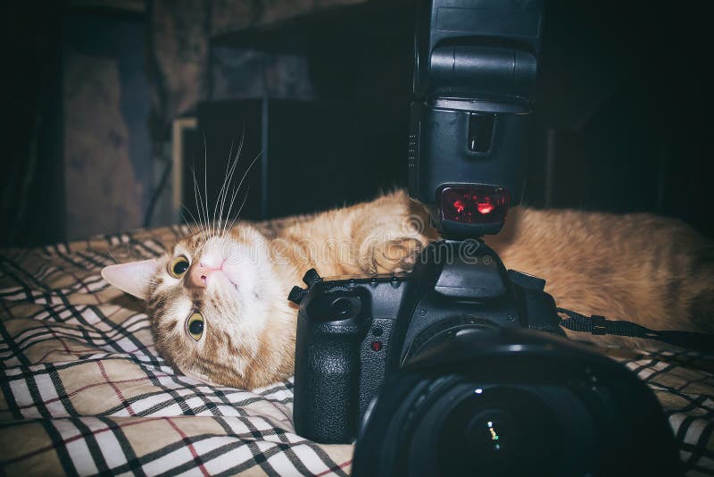 Cat and Camera stock photo. Image of tabby, equipment - 138167720