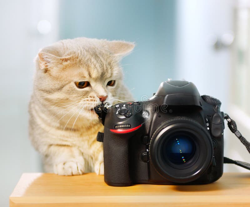 Cat with camera stock photo. Image of play, concept, cute - 86095572