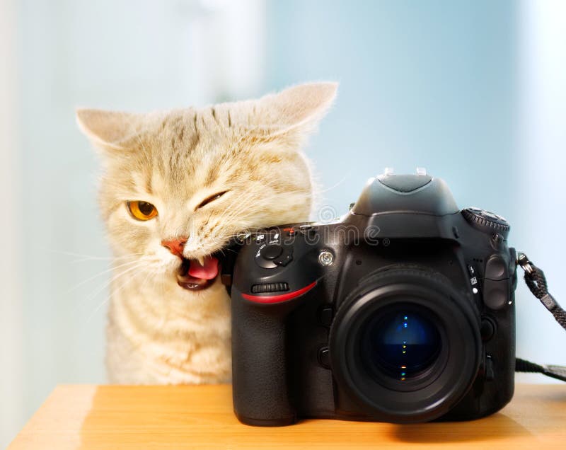 Cat with camera stock photo. Image of lifestyle, photograph - 86095636