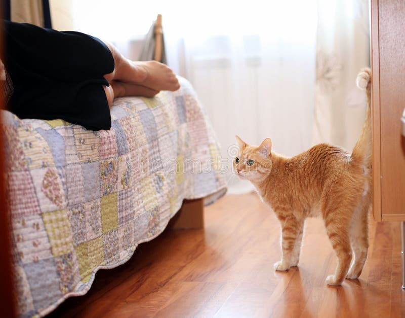 Cat and the Camera Lens and Professional Wildlife Stock Photo - Image ...